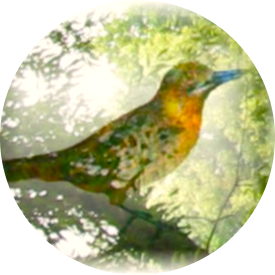 Ama Deus :: SHAMBALLA-REIKI.CZ